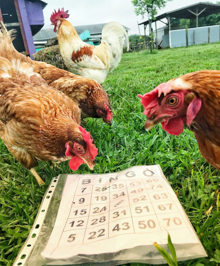 Check Out the Chickens - Backyard Poultry